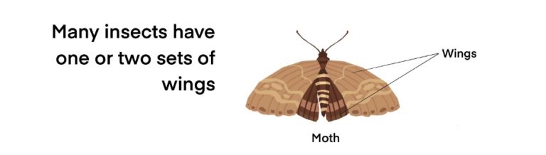 Insects, Symmetry and Fluttering Wings - Esplora Esplora