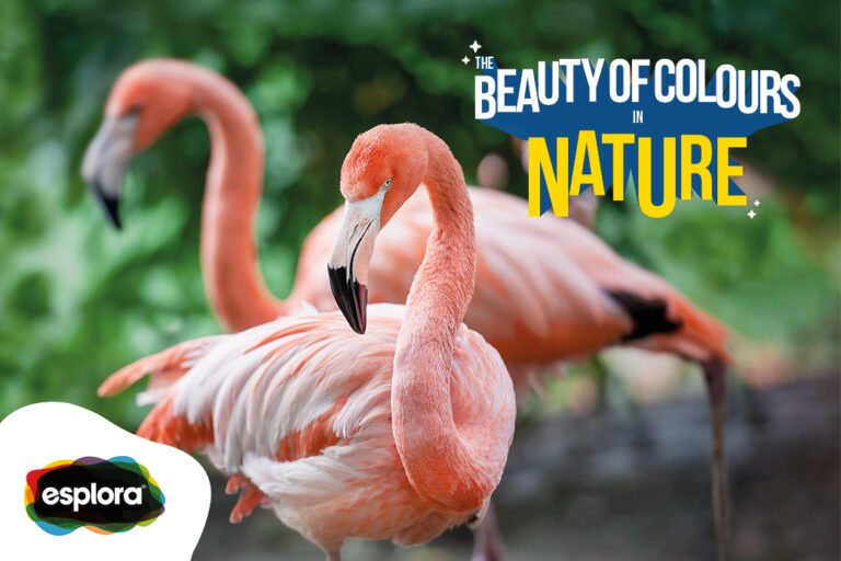The Beauty of Colours in Nature - Esplora Esplora