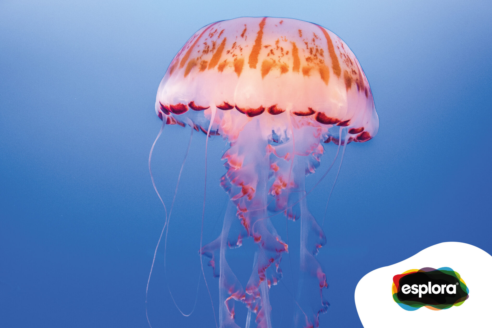 The Jellyfish … wonders and perils of these mesmerising underwater ...